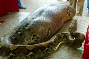 These Workers Found A Giant Snake – You Won’t Believe What They Found ...